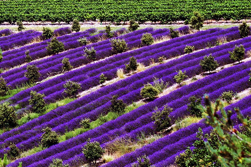 Aix-en-Provence Festival Cultural Tour